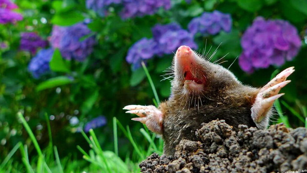 Избавиться от кротов помогут цветы на участке